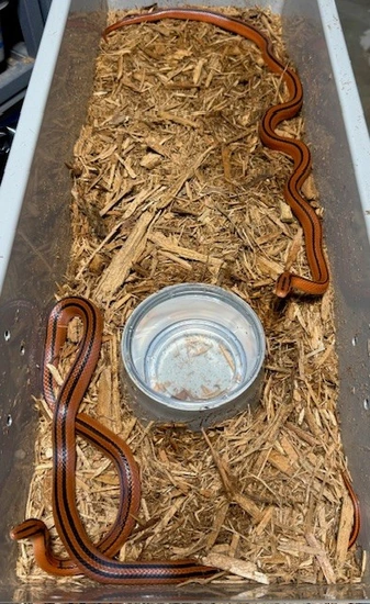 F1 CBB Proven Pair Of 2021 Coxi (O.p.coxi) Bamboo Rat Snake by ...