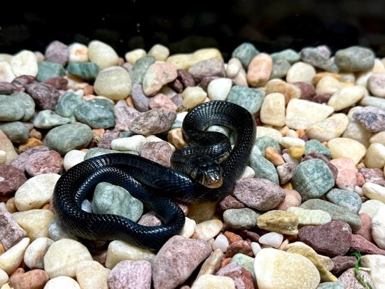 25' Mexican Indigo (D. Rubidus) Lake Chapala, Jalisco, Mexico Cribo ...