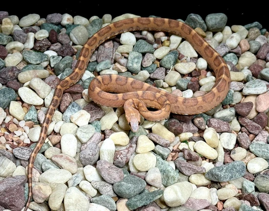 2024 Scaleless Het Anery & Motley Corn Snake by Sarpamitra LLC