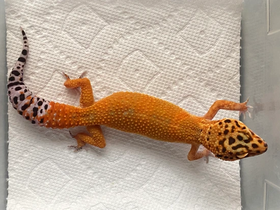 Atomic G63 Tang Cross Leopard Gecko by SaSobek Reptiles