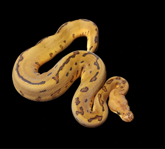 Pinstripe Leopard Clown Ball Python by Sassy Scales