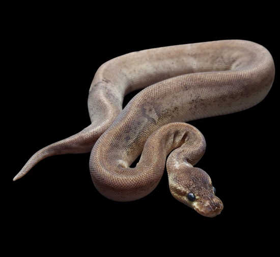 Cinnamon Black Head Champagne Ball Python by Sassy Scales