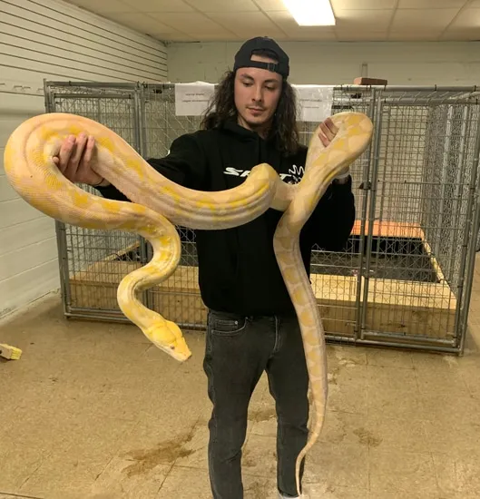 Adult Purple Albino Reticulated Python by SATOO