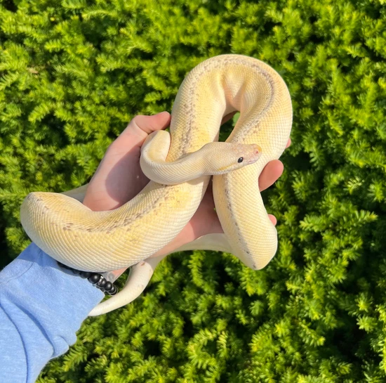 Adult Super Pastel Champagne Fire Ball Python by SATOO