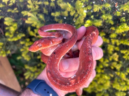 Red Calico Amazon Tree Boa by SATOO