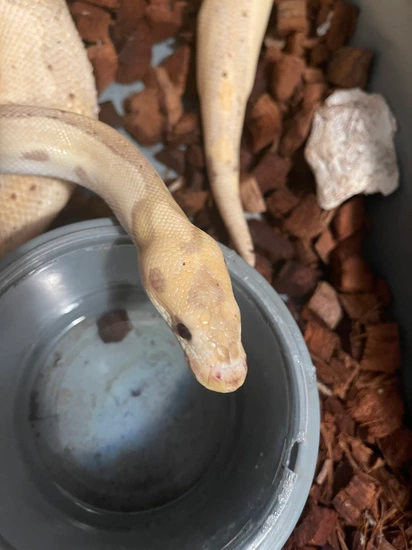 Coral Glow Leopard Clown Ball Python by Steelstarsreptile