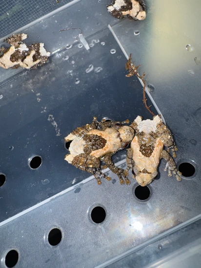 Vietnamese Bird Poop Frogs by Savvy Reptiles LLC
