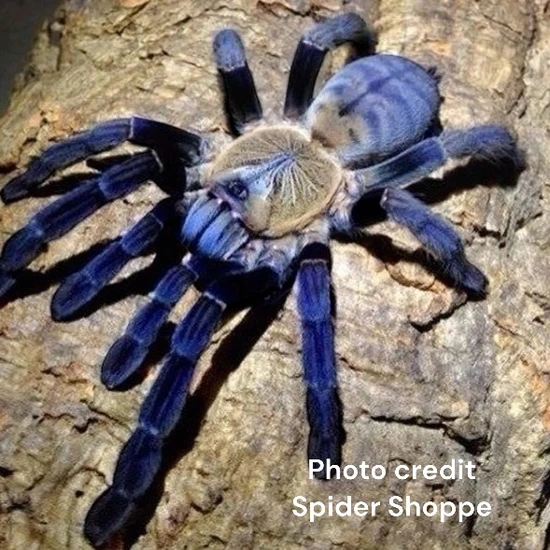 Omothymus Sp Hati Hati ~ Purple Earth Tiger Tarantula By The Bugg Plug