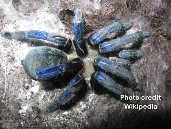Cyriopagopus Lividus - Cobalt Blue Tarantula by The Bugg Plug