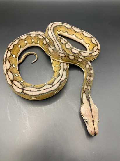 Dwarf Motley Tiger 100% Het Albino 66% Het Anery Reticulated Python by ...