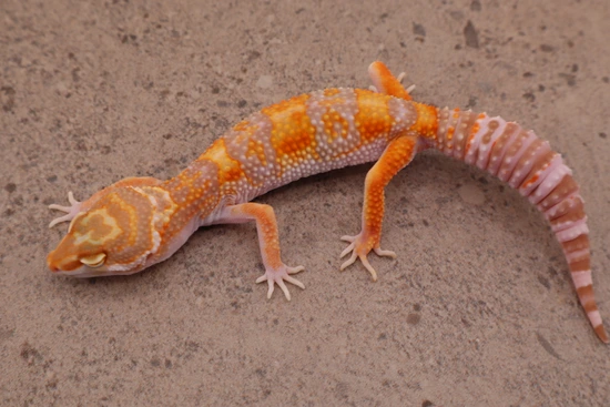 Tangerine Tremper Leopard Gecko by SC Reptiles