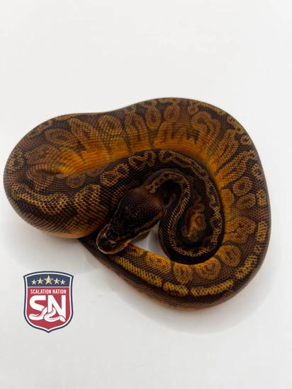 Sunset 100% Het Desert Ghost Ball Python by Scalation Nation
