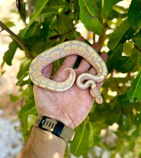 Banana OD Gravel Ball Python by Scales prevail