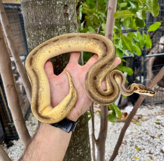 PSOD Pinstripe Leopard Enchi Ball Python by Scales prevail