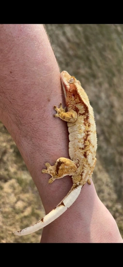 Red Tricolor Crested Gecko by Scale savvy exotics