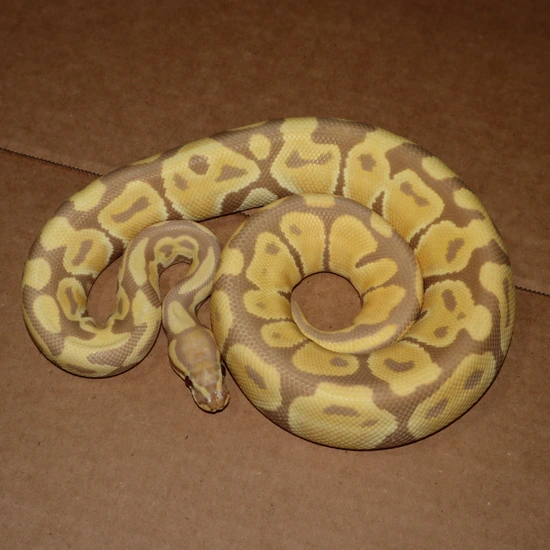 🔥NO RESERVE Female Pure Candy🔥 Ball Python by Scalez Exoticz