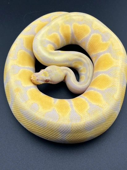 Enchi Candino Ball Python by Scaly Concepts