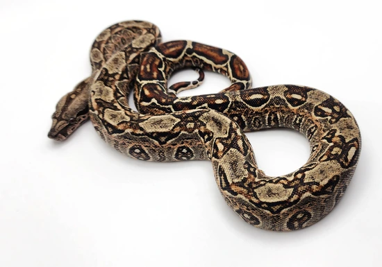 Super Cool Looking Sonoran Boa Boa Constrictor by Stephen Richardson ...