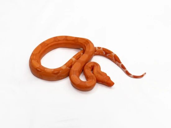 Sun Dragon Boa Constrictor by Imperatormorphs USA