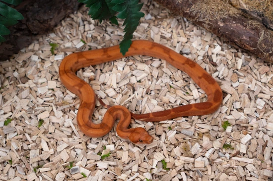 VPI Sun Dragon Boa Constrictor by Imperatormorphs USA