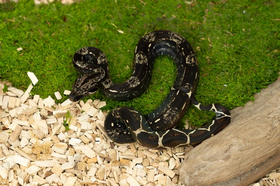 IMG Het Specter Boa Constrictor by Imperatormorphs USA