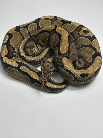 Enchi Red Stripe Het DG Ball Python by Nick Schanke Reptiles