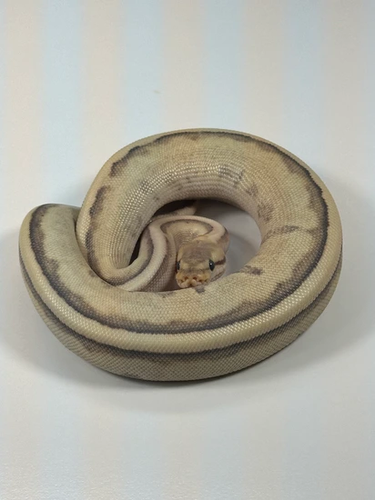 Fire Genetic Stripe DG Ball Python by Nick Schanke Reptiles