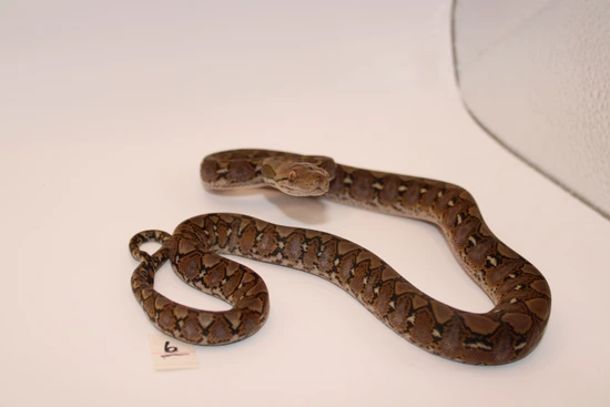 84.375% Jampea Pos Het Anery Reticulated Python by Schar's Serpents