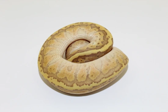 Emperor Ball Python by Planet Python