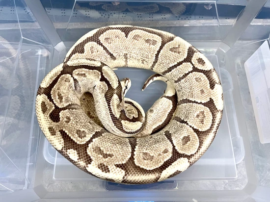 Super Vanilla Ball Python by Planet Python