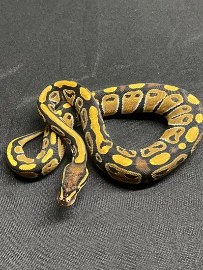Gravel/Yellowbelly Ball Python by Schumann & Sons Pythons