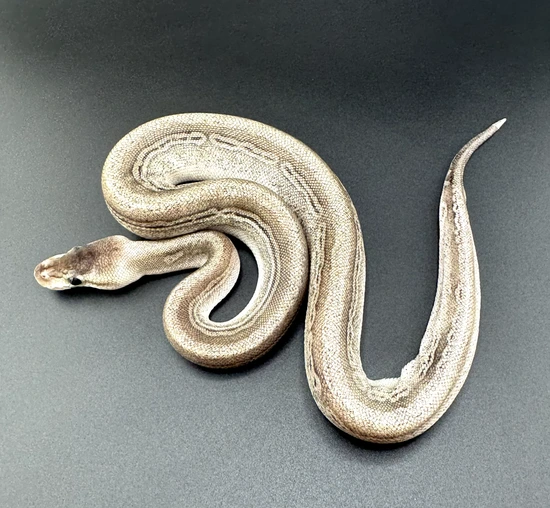 Black Head Pastel HRA Cinnamon Puzzle - FREE SHIPPING! Ball Python by Schumann & Sons Pythons