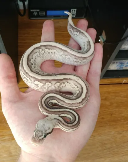 Granite Firefly Lesser Leopard 50% Het Clown Ball Python by Pacific ...