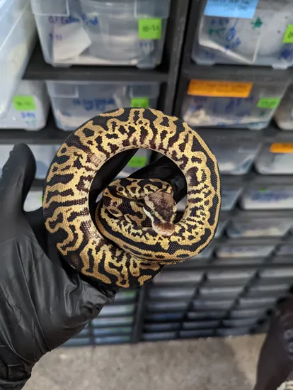 Calico Leo YB Pastel Het Pied Ball Python by Pacific Northwest Pythons