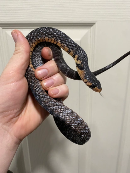 Guerrero Rubidus (Red Tail Indigo) Cribo & Indigo Snakes by Daniel's Snakes