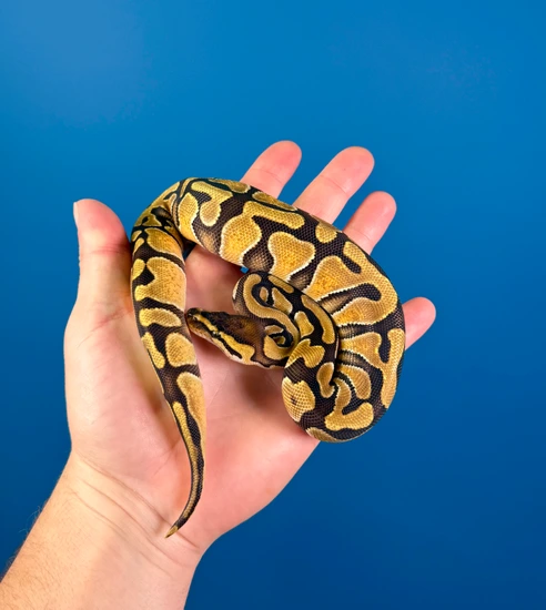 Enchi Dbl Het Clown Pied Ball Python by Steel City Mutations