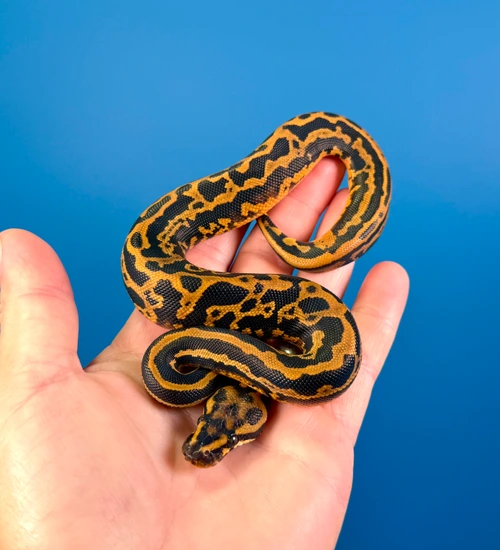 Confusion Leopard YB Het Lavender Albino Het Piebald 50% Het Hypo Ball ...