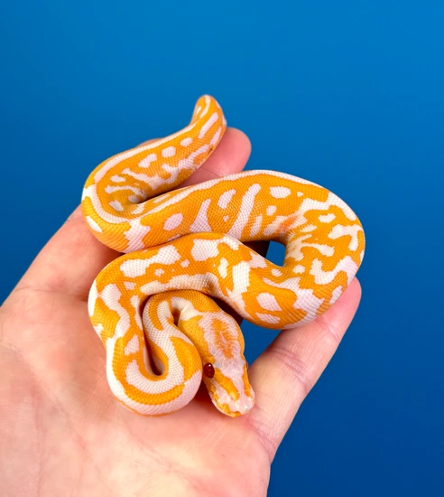 Confusion Leopard YB Lavender Albino Het Piebald 50% Het Hypo Ball ...