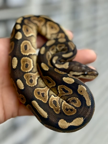 Cinnamon Special Ball Python by Scott Wilkinson Reptiles