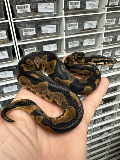 Orange-Dream Leopard Calico Ball Python by Scott Wilkinson Reptiles