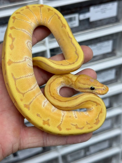 Banana Enchi Pinstripe Cypress Ball Python by Scott Wilkinson Reptiles
