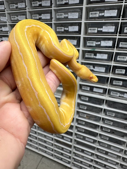 Albino Pinstripe Ball Python by Scott Wilkinson Reptiles