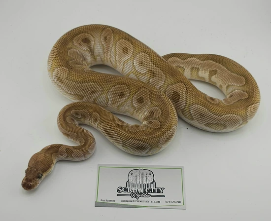 Mojave Clown Ball Python by Screw City Reptiles