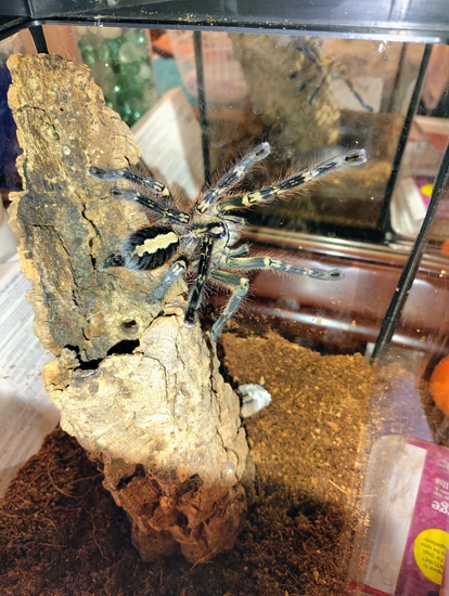 Peocilotheria Ornata Tarantula by Sculls' serpents