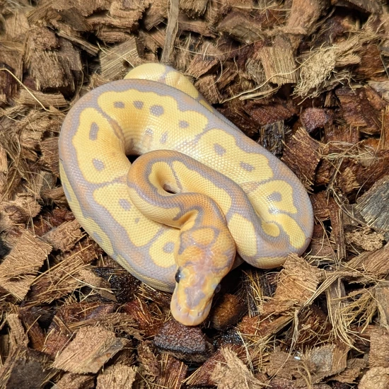 Banana Mystic Crystal? Het Clown Ball Python by Scutes and Scales LLC