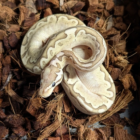 Bamboo Pastel Pos Het Clown Monarch Ball Python by Scutes and Scales LLC
