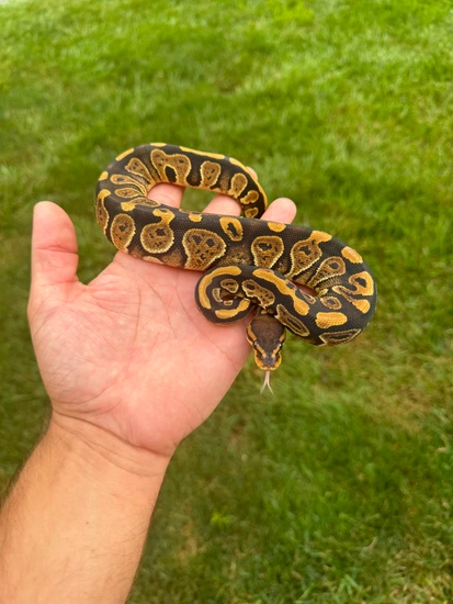 Wookie Leopard YB Het Clown Ball Python by Tidal Wave Morphs