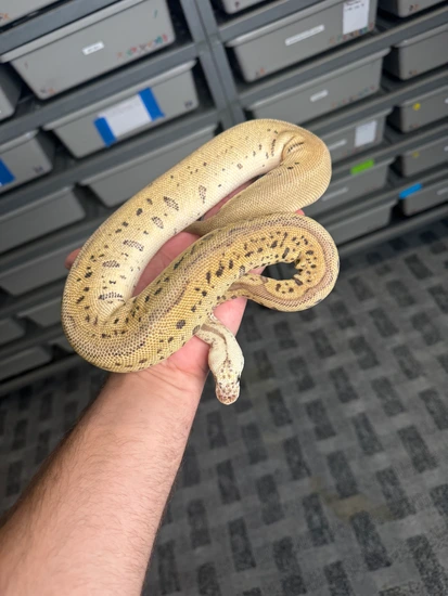 Firefly Batman Het Sunset Ball Python by Tidal Wave Morphs
