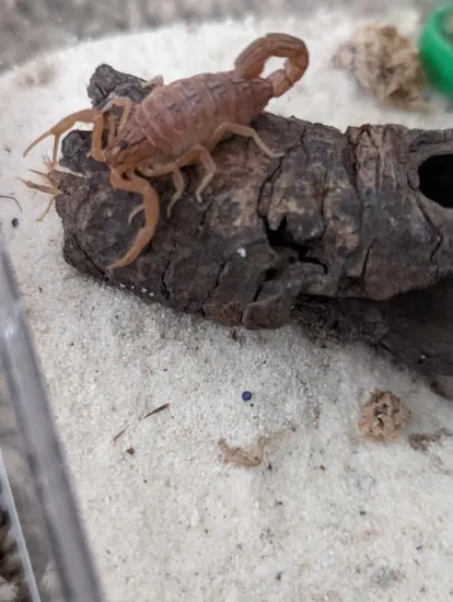 Red Indian Scorpion (Hottentotta Tamulus) by Deluxe geckos