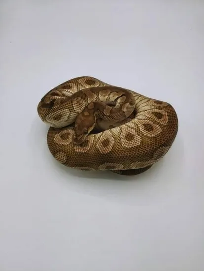 Mystic Clown Ball Python by Supreme Exotic Feed Co.